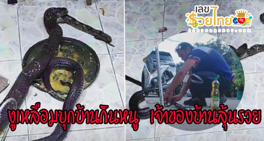 งูเหลือมบุกบ้านกินหนู คอหวยห้ามพลาด! ส่องเลขเด็ด แนวทางแม่นๆ