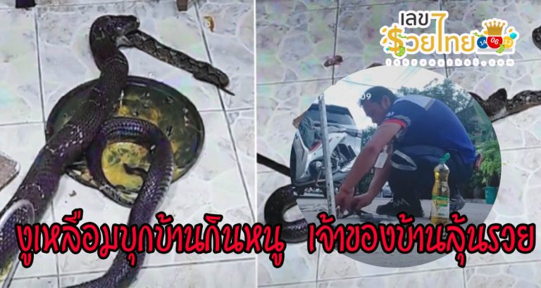 งูเหลือมบุกบ้านกินหนู คอหวยห้ามพลาด! ส่องเลขเด็ด แนวทางแม่นๆ